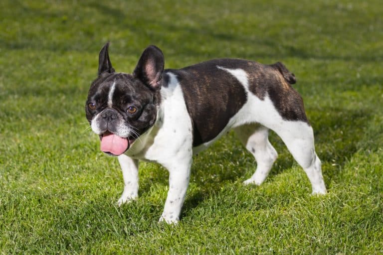13 Easy Dog Breeds That Need Minimal Grooming & Maintenance ...