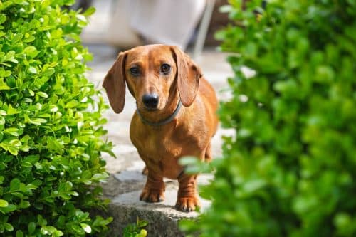 13 Cute Dog Breeds With Irresistible Floppy Features - iHeartDogs.com