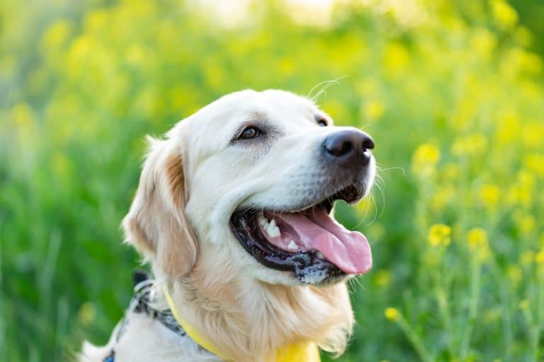 11 Joyful Dog Breeds That’ll Light Up Your Day - iHeartDogs.com