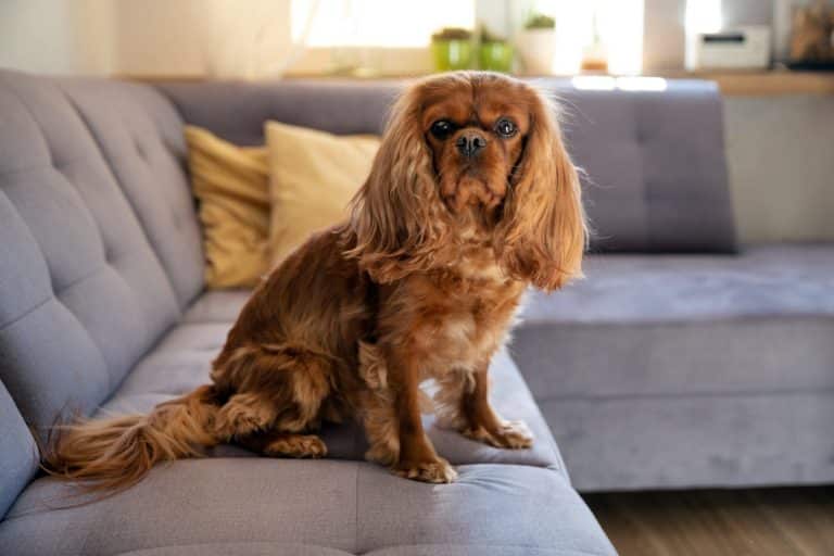 11 Unique Ways Dogs Communicate With Their Humans - iHeartDogs.com