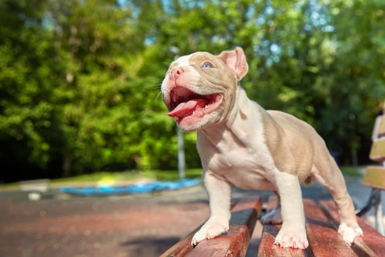 13 Things Dogs Do When They’re Truly Happy - iHeartDogs.com