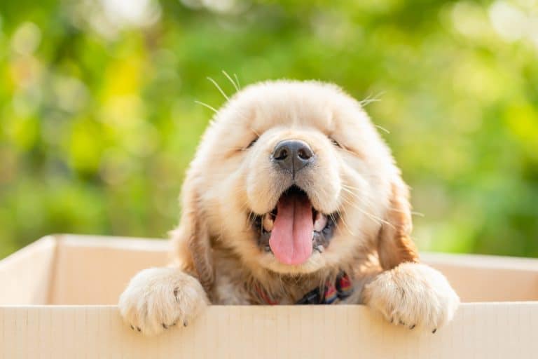 11 Silly Dog Breeds That Make You Laugh Every Day - iHeartDogs.com