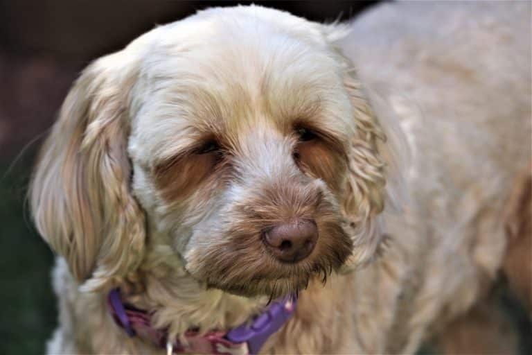 13 Adorable Dog Breeds That Look Just Like Teddy Bears - iHeartDogs.com