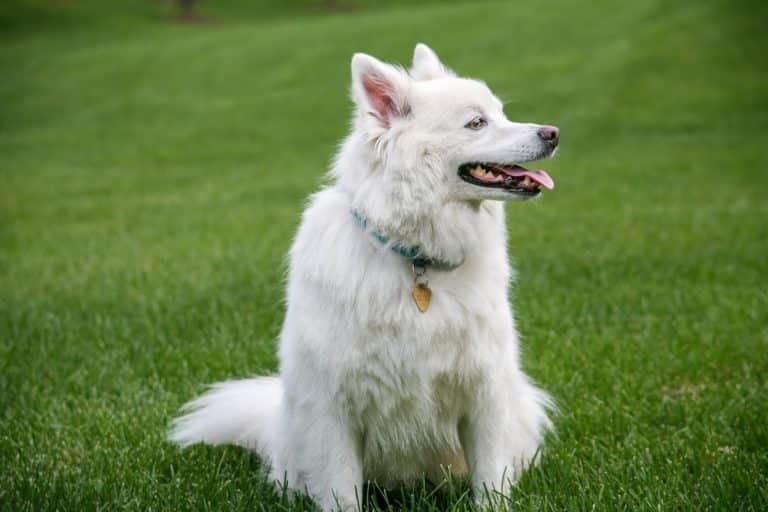 13 Adorable Dog Breeds That Look Just Like Teddy Bears - iHeartDogs.com