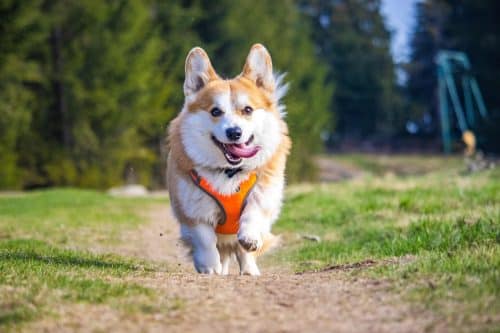 4 Best In-Ground Dog Poop Composters - iHeartDogs.com