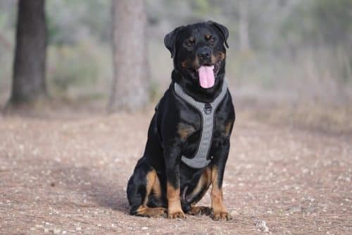 15 Brave Dog Breeds That Protect Without Fear - iHeartDogs.com