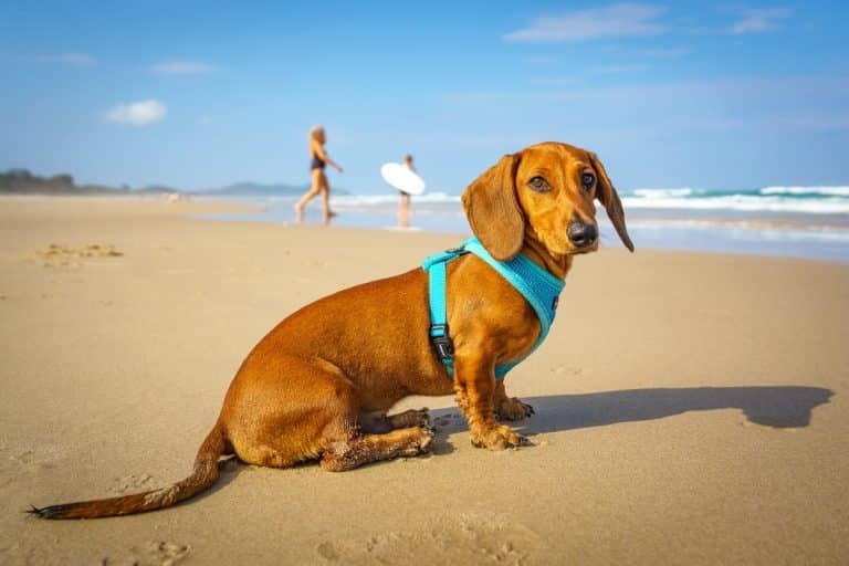 Top 15 Dog Beaches in the U.S. - iHeartDogs.com