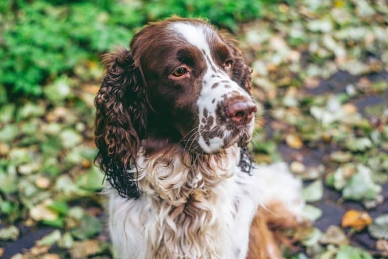11 Hunting Dog Breeds Built For Long, Rugged Days - iHeartDogs.com