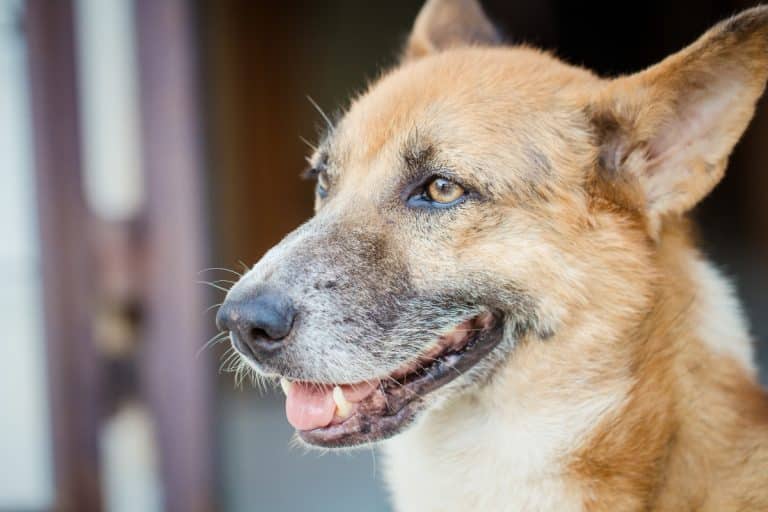 11 Fascinating Facts About Senior Dogs - iHeartDogs.com