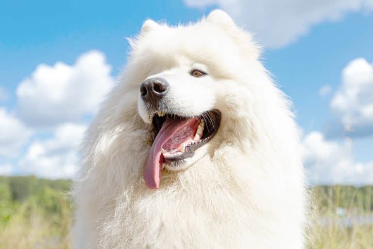 Say Hello to Chewy Made: A New Look for Some of Your Favorite Dog ...
