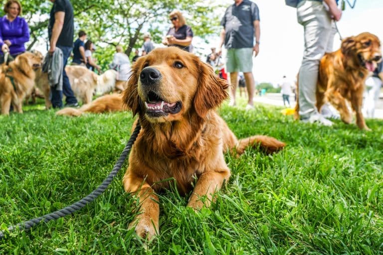 13 Things Dogs Do When They’re Truly Happy - iHeartDogs.com