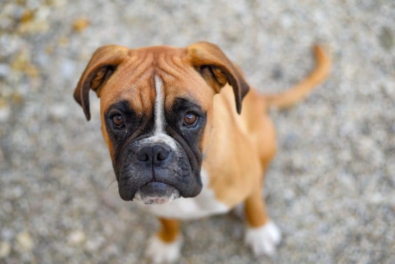 13 Fun Dog Breeds That Will Entertain You Nonstop - iHeartDogs.com