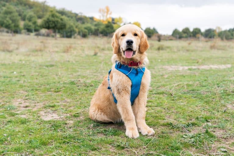 11 Classic Dog Breeds That Never Go Out Of Style - iHeartDogs.com