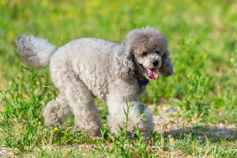 18 Low Shedding Dog Breeds (2026): Best Picks for a Fur-Free Home ...