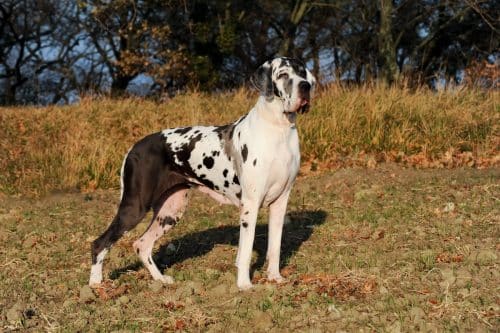 13 Confident Dog Breeds Who Act Like They Own the House - iHeartDogs.com