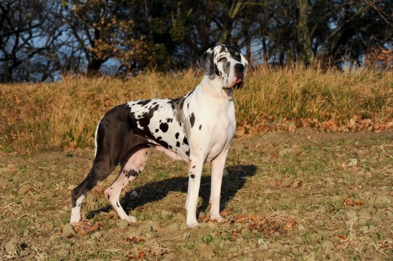 13 Confident Dog Breeds Who Act Like They Own the House - iHeartDogs.com