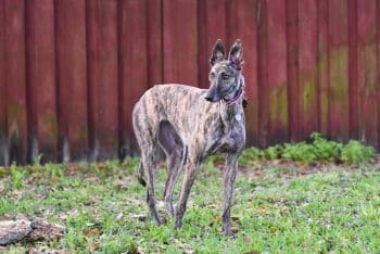 12 Shy Dog Breeds That Take Time to Warm Up in 2026 (And Why They're ...