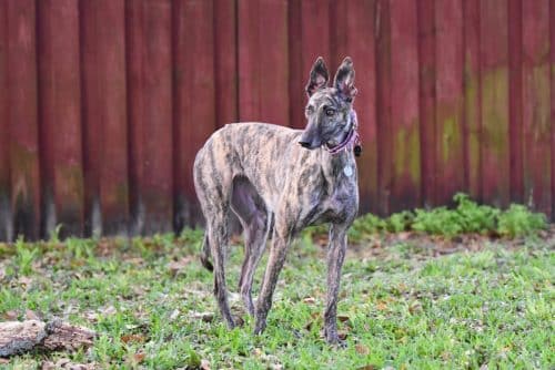 12 Shy Dog Breeds That Take Time to Warm Up in 2026 (And Why They're ...