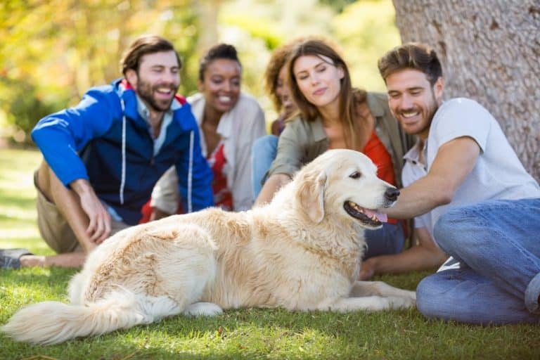 13 Reasons Dogs Make the Best Family Members - iHeartDogs.com