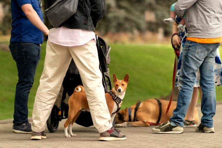 13 Reasons Dogs Make the Best Family Members - iHeartDogs.com