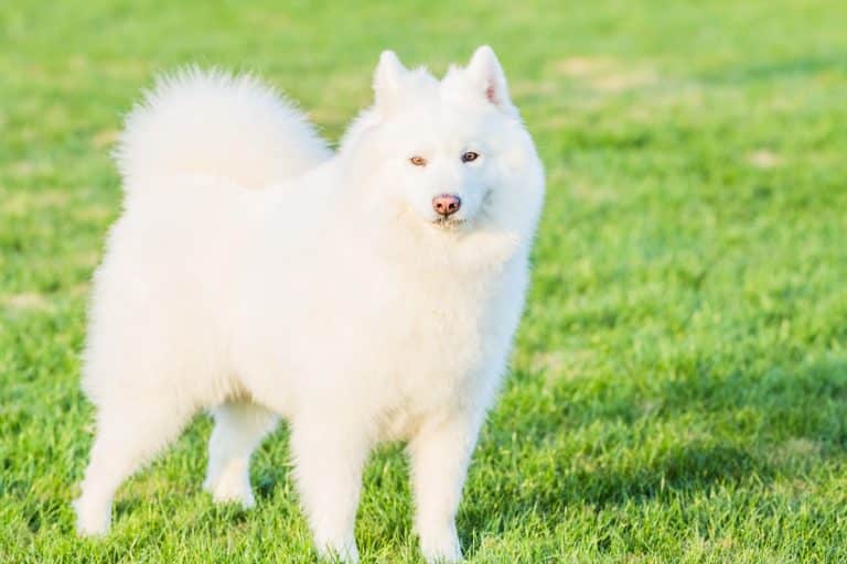13 Adorable Dog Breeds That Look Just Like Teddy Bears - iHeartDogs.com