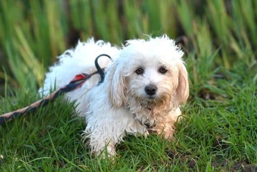 11 Joyful Dog Breeds That’ll Light Up Your Day - iHeartDogs.com