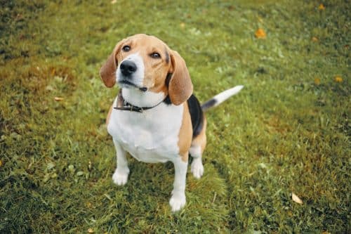 13 Silly Dog Breeds That Express Themselves in Hilarious Ways ...