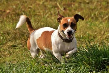 11 Agile, Fast-Moving Dog Breeds Built for Performance - iHeartDogs.com