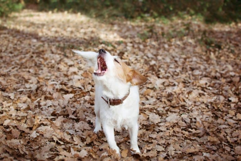 11 Reasons Dogs React Strongly To Certain Sounds - iHeartDogs.com
