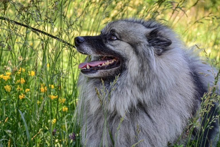 13 Adorable Dog Breeds That Look Just Like Teddy Bears - iHeartDogs.com