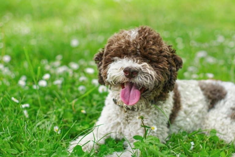 13 Low-Shedding Dog Breeds That Keep Your Home Fur-Free - iHeartDogs.com