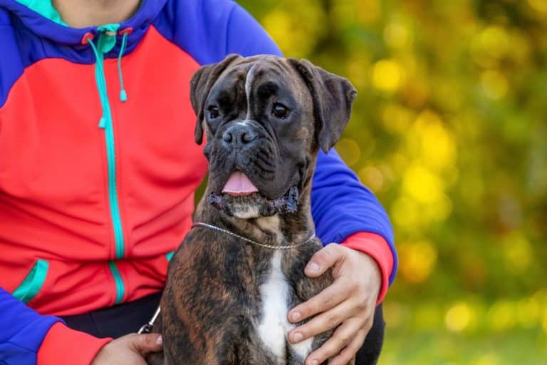 11 Most Loving Dog Breeds In The World - iHeartDogs.com