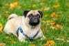 13 Adorable Dog Breeds That Stay Small Forever - iHeartDogs.com