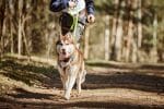 13 Supercharged Dog Breeds Made For Endless Adventure - iHeartDogs.com