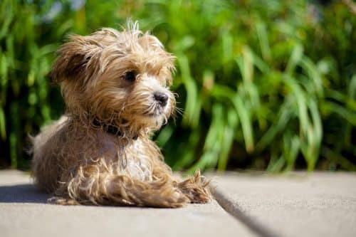 13 Adorable Dog Breeds That Look Just Like Teddy Bears - iHeartDogs.com