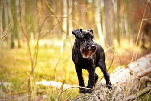 13 Adorable Dog Breeds That Look Just Like Teddy Bears - iHeartDogs.com