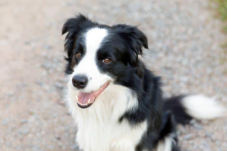 13 Fun Dog Breeds That Will Entertain You Nonstop - iHeartDogs.com
