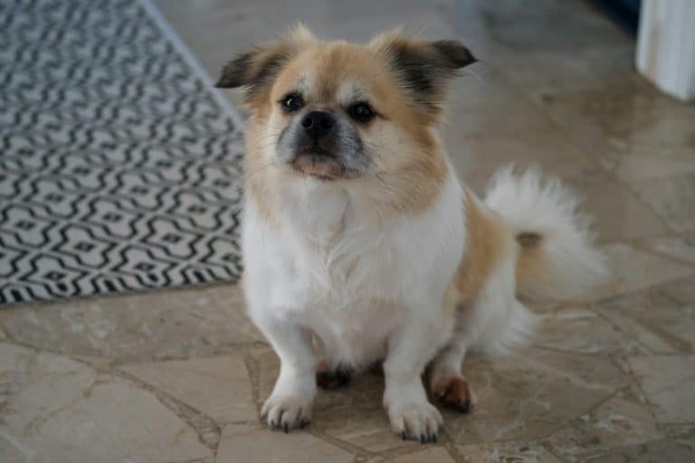 13 Amazing Ways Dogs Transform After Rescue - iHeartDogs.com