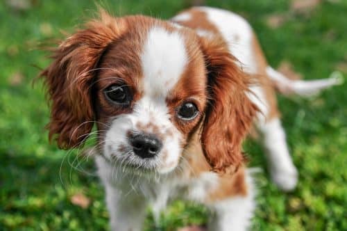 13 Most Adorable Puppy Breeds You’ll Want to Hug - iHeartDogs.com