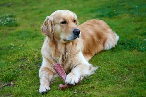 13 Cute Dog Breeds With Irresistible Floppy Features - iHeartDogs.com