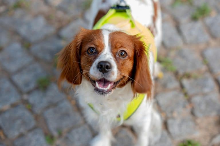 13 Funny Dog Breeds With Goofy Smiles and Big Hearts - iHeartDogs.com