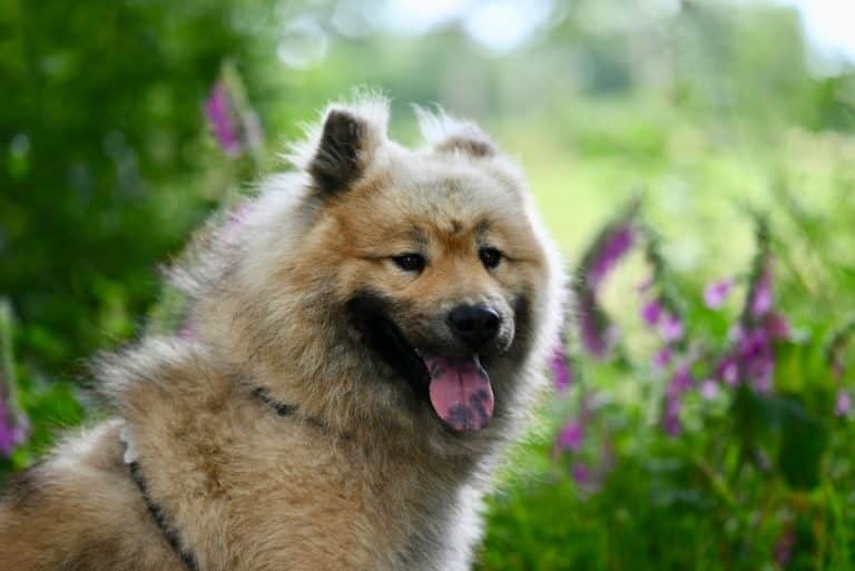 13 Adorable Dog Breeds That Look Just Like Teddy Bears - iHeartDogs.com