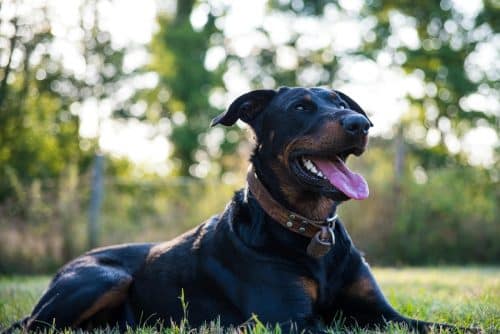15 Brave Dog Breeds That Protect Without Fear - iHeartDogs.com