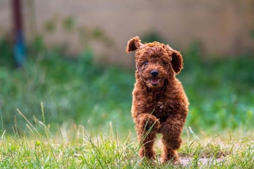 7 Best CoQ10 Supplements for Dogs - iHeartDogs.com