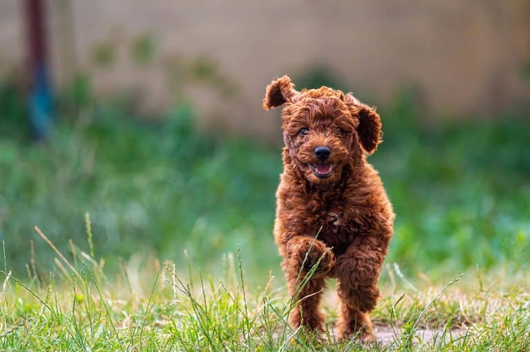 7 Best CoQ10 Supplements for Dogs - iHeartDogs.com