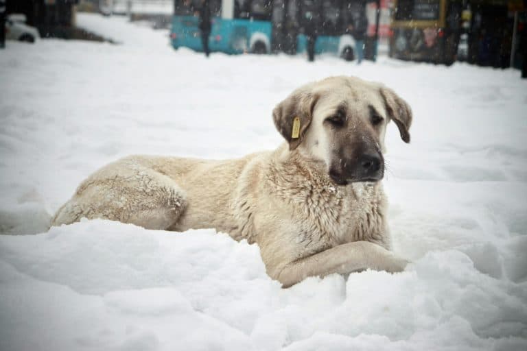 15 Brave Dog Breeds That Protect Without Fear - iHeartDogs.com