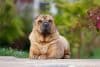 11 Historical Dog Breeds With Interesting Origins - iHeartDogs.com