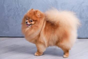 13 Adorable Dog Breeds That Look Just Like Teddy Bears - iHeartDogs.com
