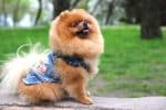 13 Sassy Dog Breeds Known for Side-Eye Mastery - iHeartDogs.com