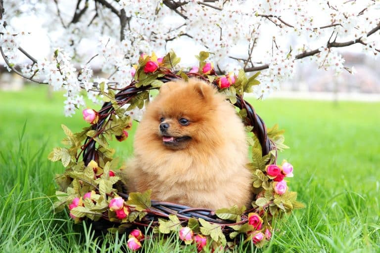 13 Cute Dog Breeds That Love to Pose for Photos - iHeartDogs.com